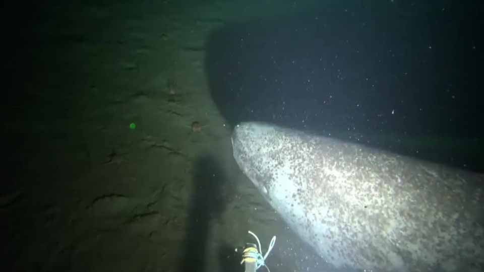 Forscher wollten Routine-Daten sammeln - und entdecken seltene Eishaie ...