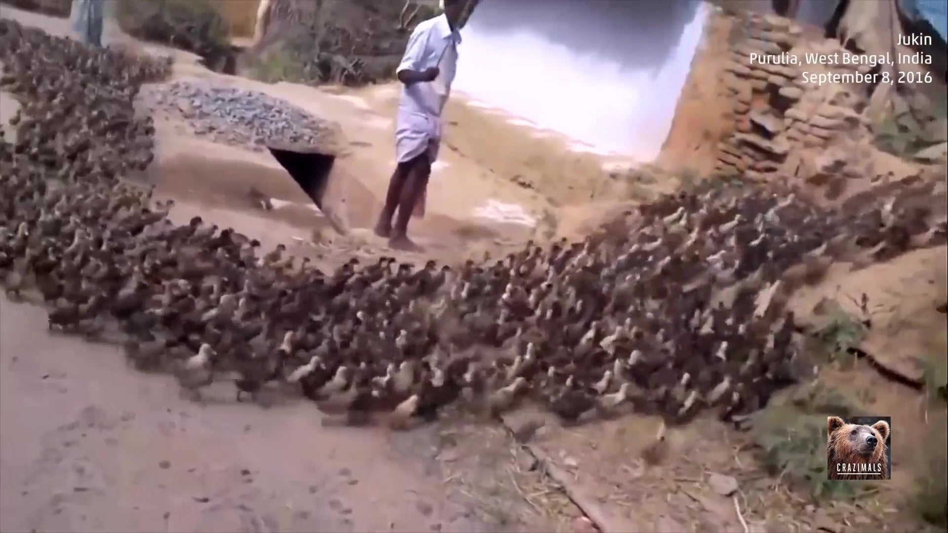 This is How You Guide a Group of Ducks - Videos from The Weather Channel