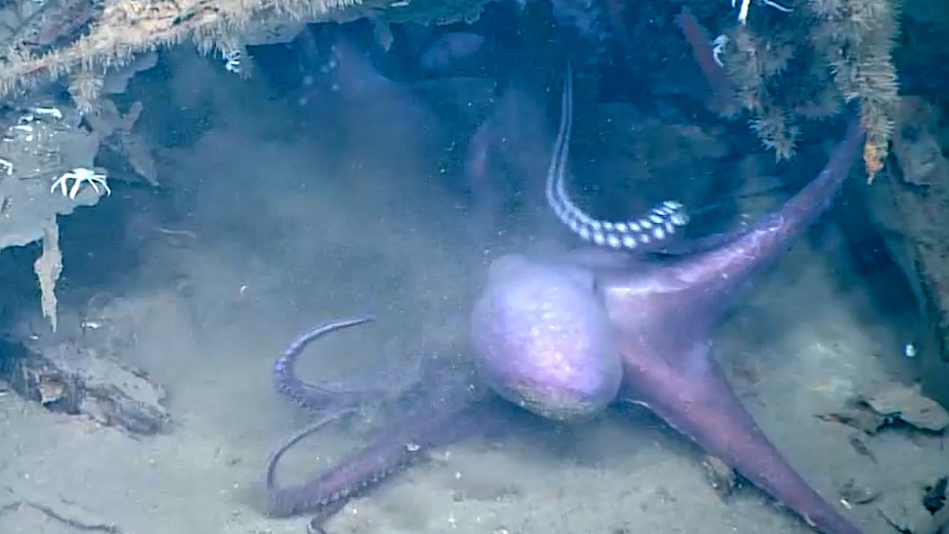 NOAA’s Okeanos Explorer Captures Rare Octopus Wrestling Match | The ...