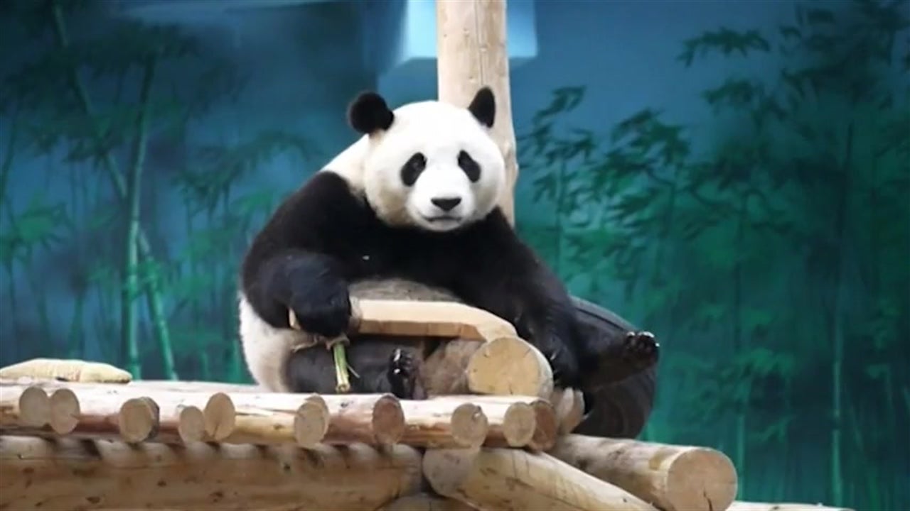 Conheça Fafa, o único panda macho deste zoo - Videos from The Weather ...