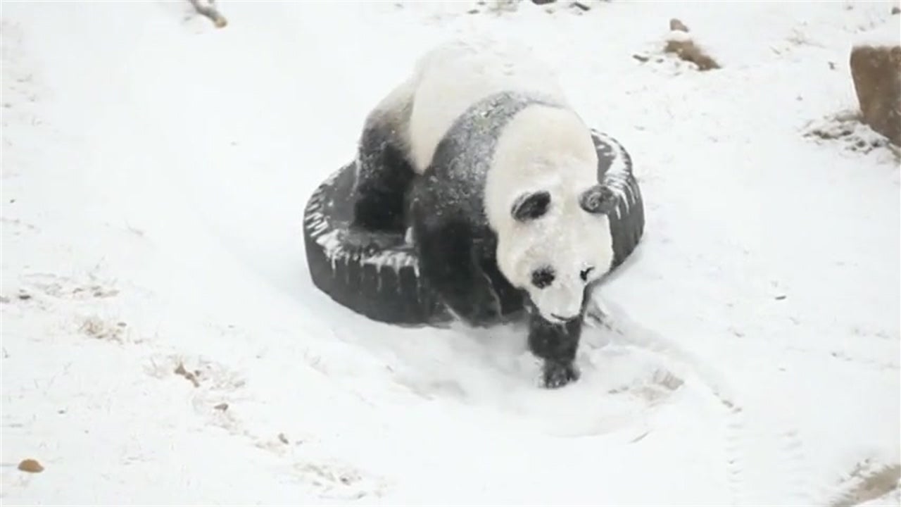 Estes pandas adoram brincar na neve - Videos from The Weather Channel