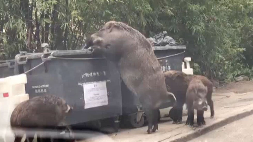 'Pigzilla' is 100% Real and That's Frightening - Videos from The ...