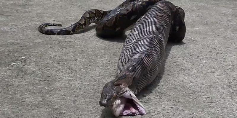 In Thailand: Frau findet vollgefressene Python in Küche - dann ...