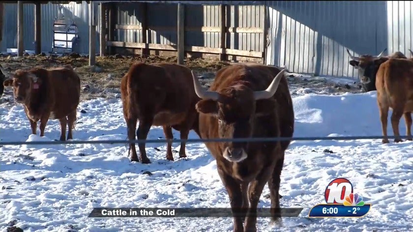 Keeping cattle warm through the winter - Videos from The Weather Channel