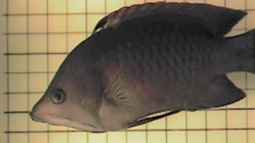 Pets & Animals: Care & News - Weather.com